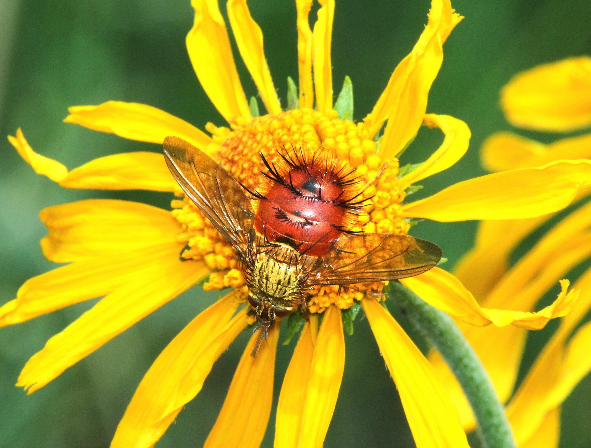 What Is The Alpine Environment | Betty Ford Alpine Gardens