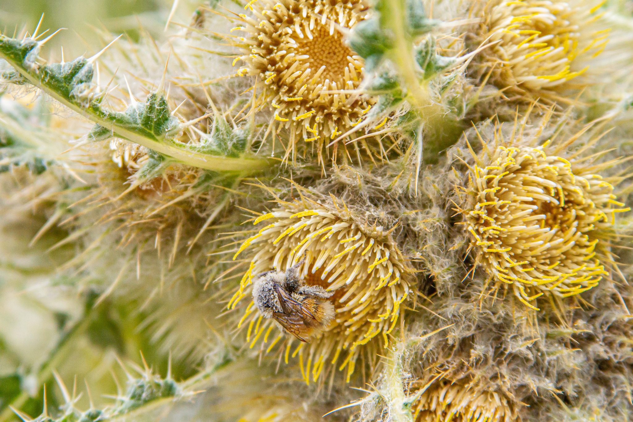What Is The Alpine Environment | Betty Ford Alpine Gardens