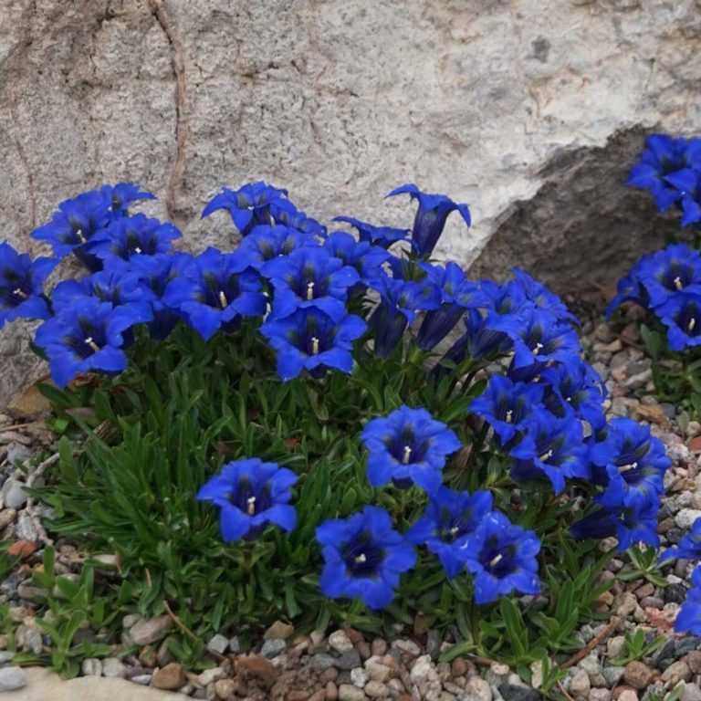 Living Alpine Plant Collections | Betty Ford Alpine Gardens
