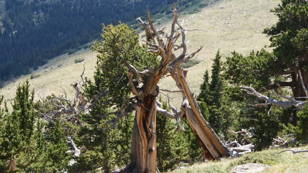 What Is The Alpine Environment | Betty Ford Alpine Gardens