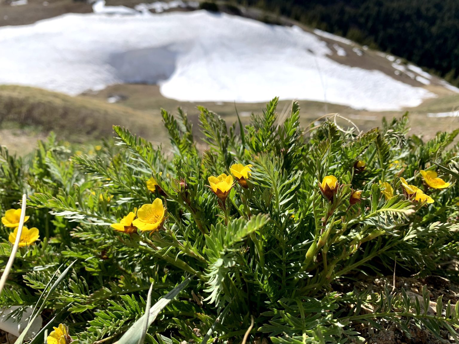 What Is The Alpine Environment | Betty Ford Alpine Gardens