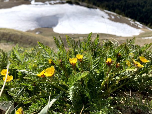 What Is The Alpine Environment | Betty Ford Alpine Gardens
