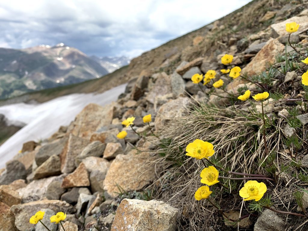 North American Botanic Garden Strategy For Alpine Plant Conservation