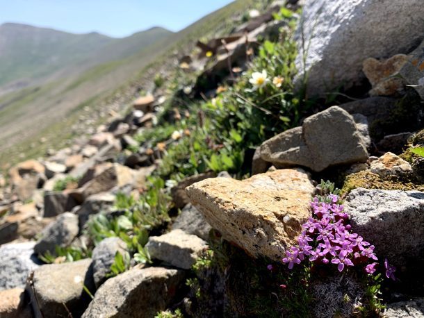 What Is The Alpine Environment | Betty Ford Alpine Gardens