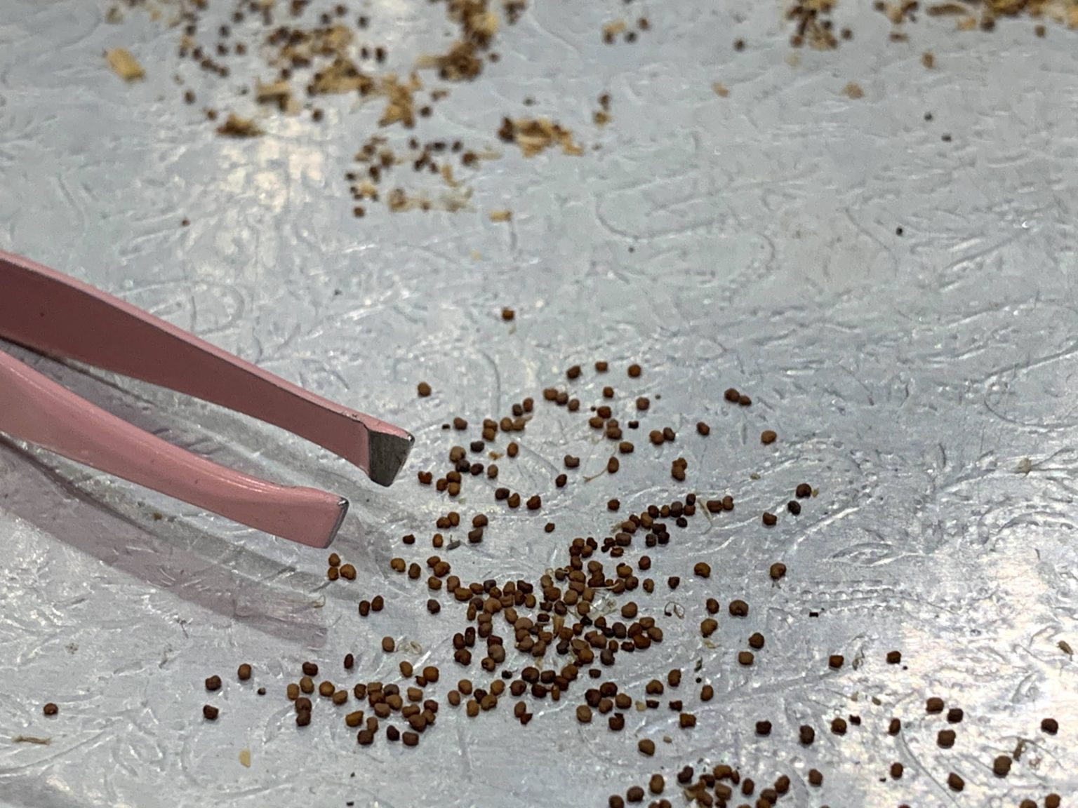 North American Botanic Garden Strategy For Alpine Plant Conservation