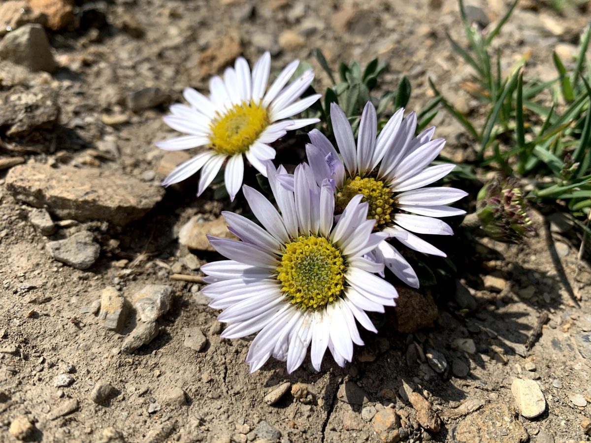 North American Botanic Garden Strategy For Alpine Plant Conservation