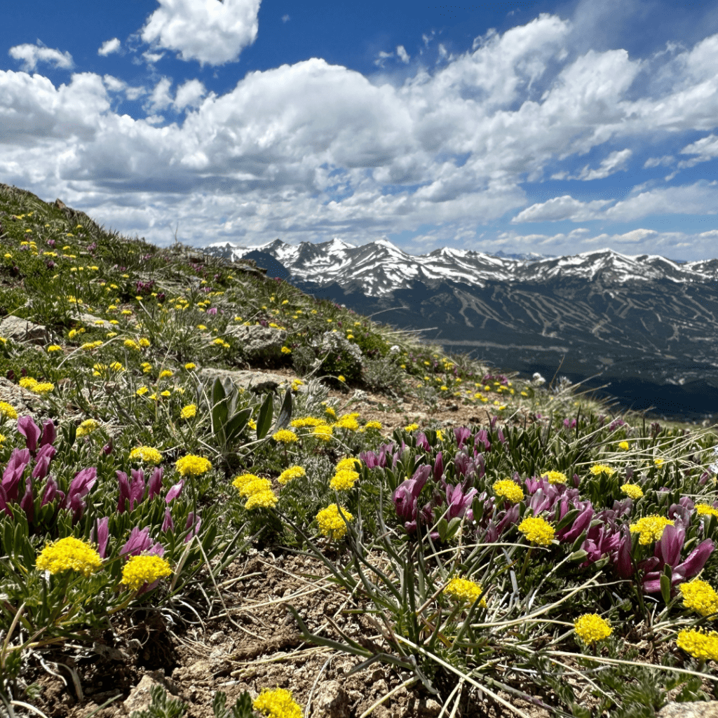 The Alpine Strategy: The Alpine Is Blooming | Betty Ford Alpine Gardens