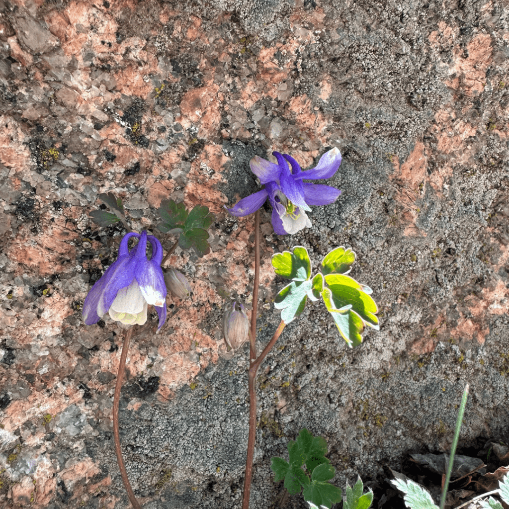 The Alpine Strategy: The Alpine Is Blooming | Betty Ford Alpine Gardens