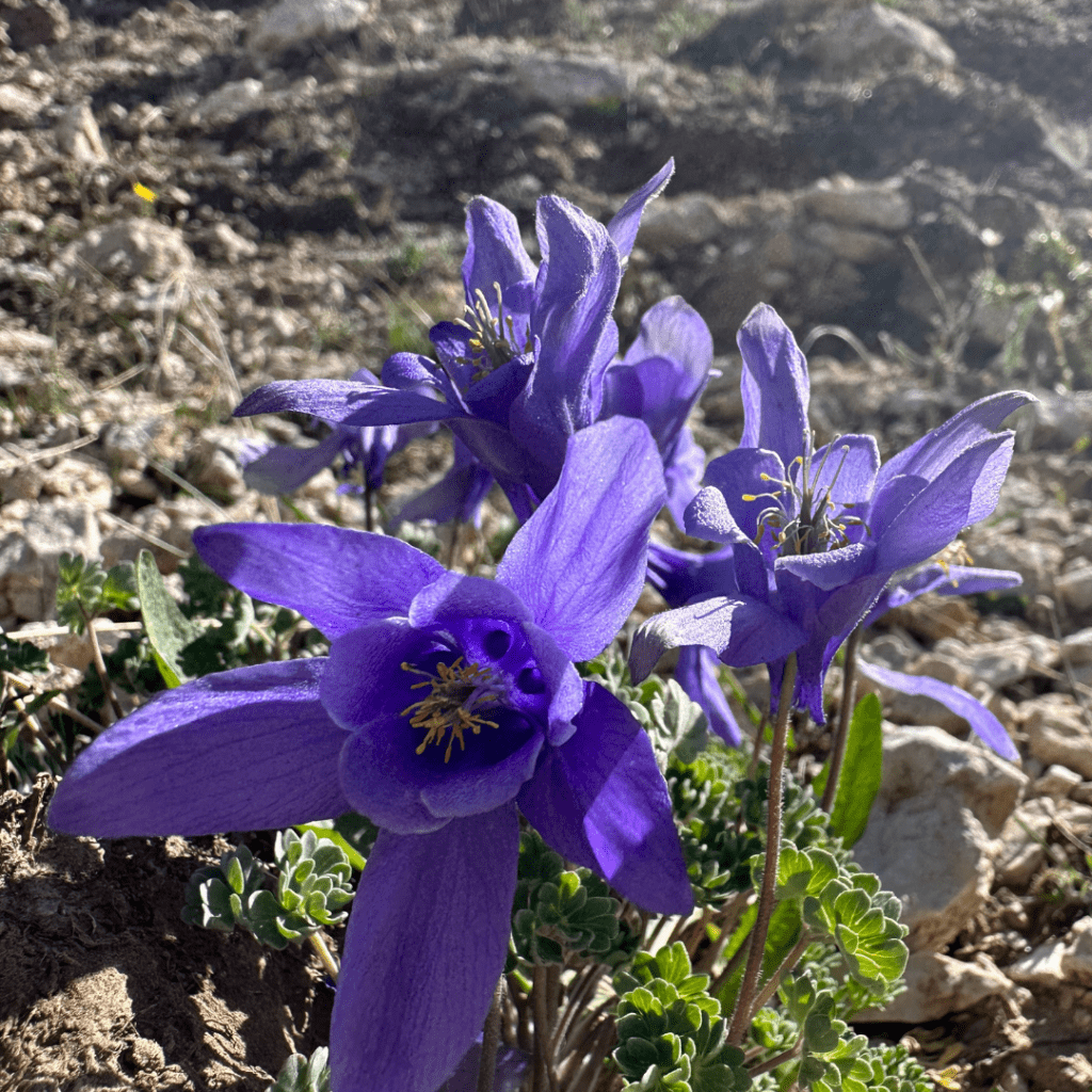 Finding Rare Alpine Plants | Betty Ford Alpine Gardens
