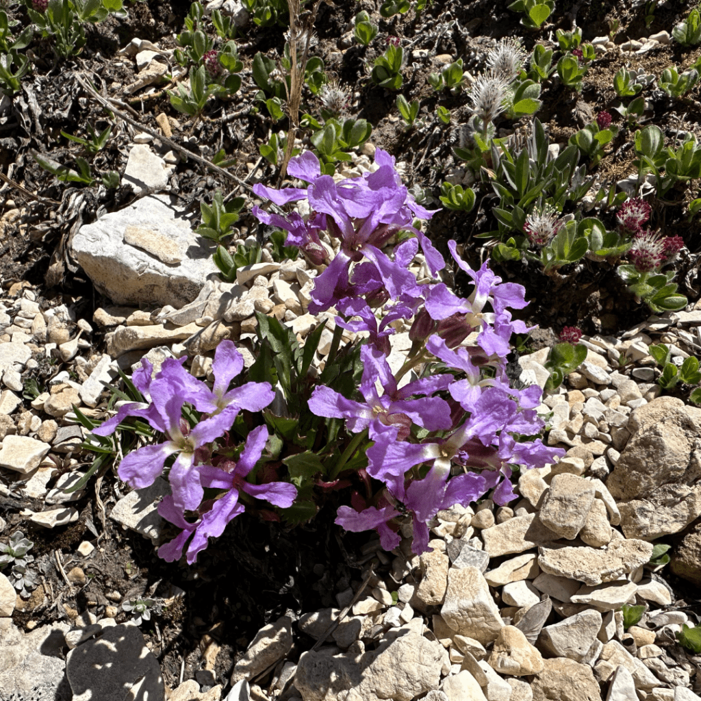 Finding Rare Alpine Plants | Betty Ford Alpine Gardens
