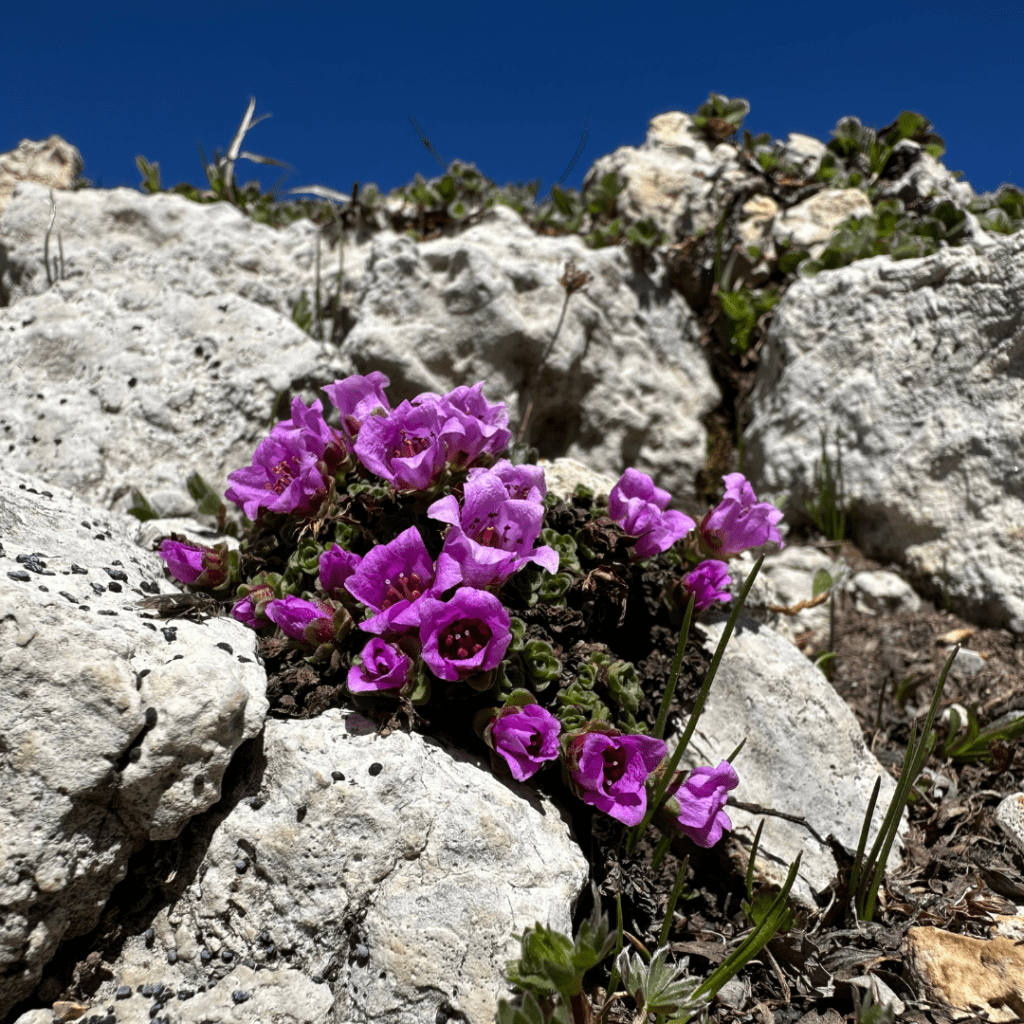 Finding Rare Alpine Plants | Betty Ford Alpine Gardens