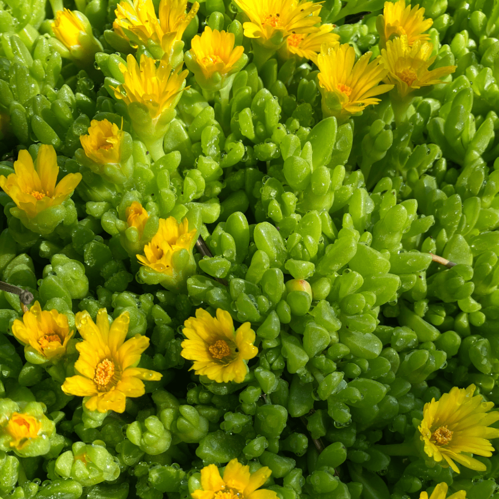 Living Alpine Plant Collections | Betty Ford Alpine Gardens