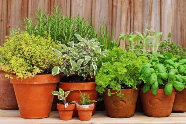 Nick Courtens Series | Creating An Herb Container Garden | Betty Ford ...