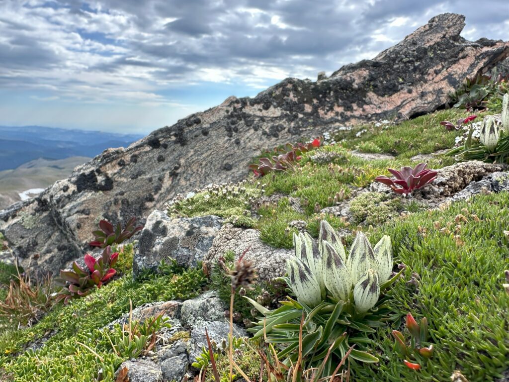 Colorado Alpine EcoFlora Project | Betty Ford Alpine Gardens